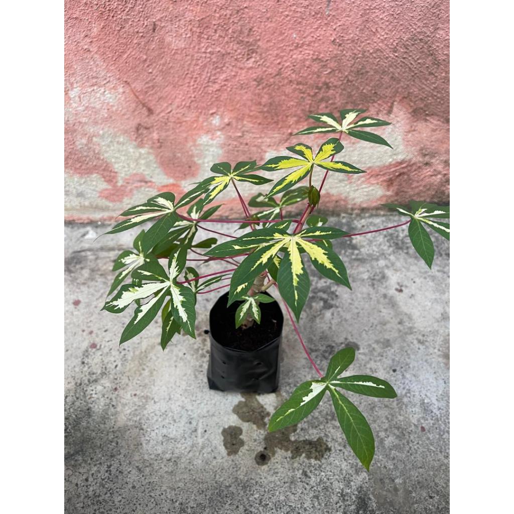 ANAK POKOK UBI KAYU BATIK (MANIHOT ESCULENTA VARIEGATED) | Shopee Malaysia