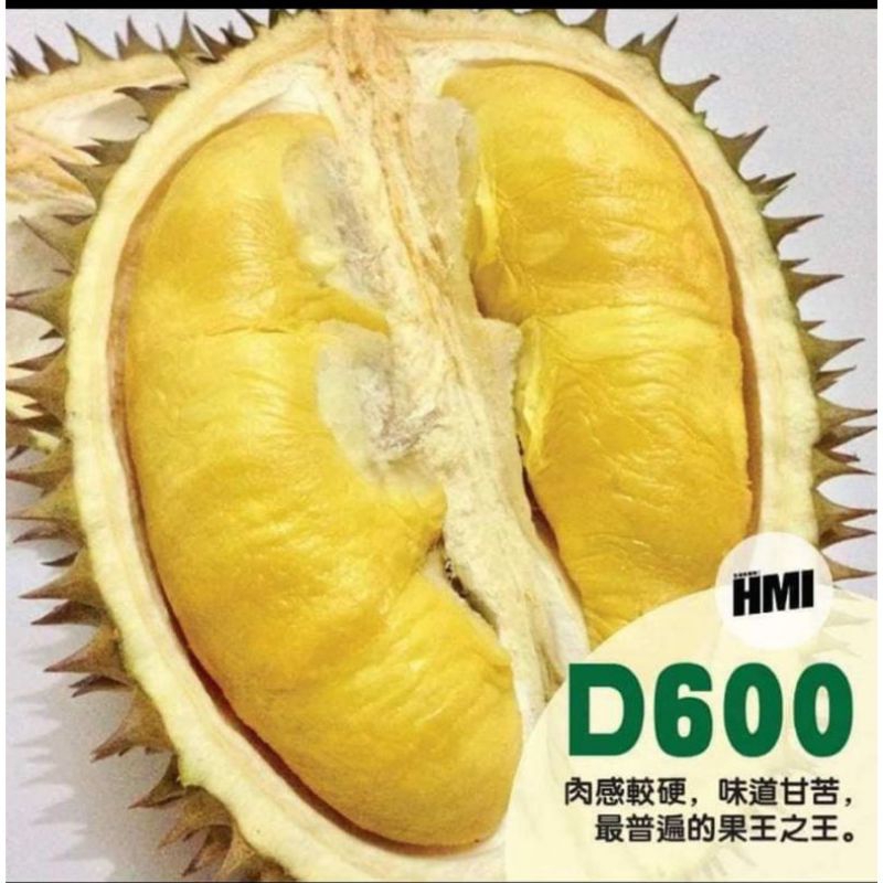 Anak Pokok Durian D600 Klon Rare | Shopee Malaysia