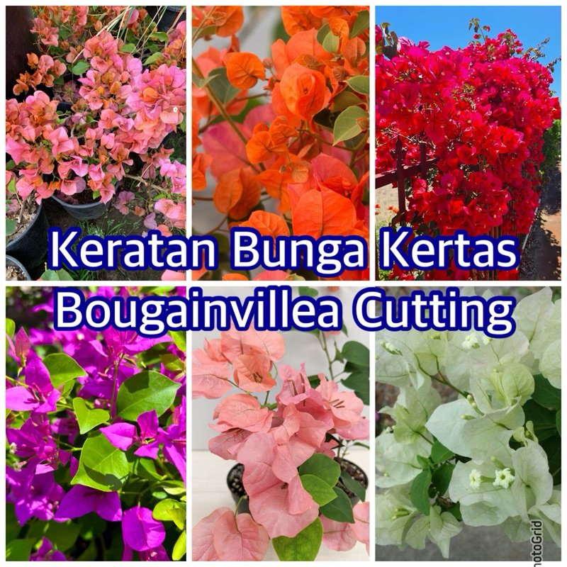 Keratan BUNGA KERTAS / Bougainvillea Cutting | Shopee Malaysia