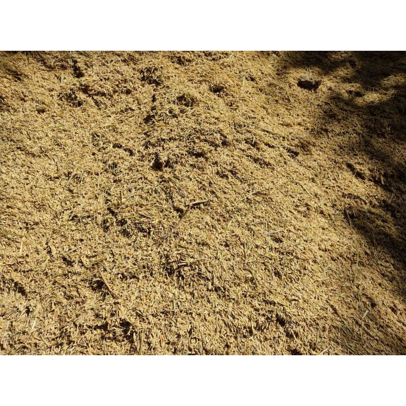 [10kg+] repack Sekam Padi Mentah | sekam kuning | Kulit padi mentah ...