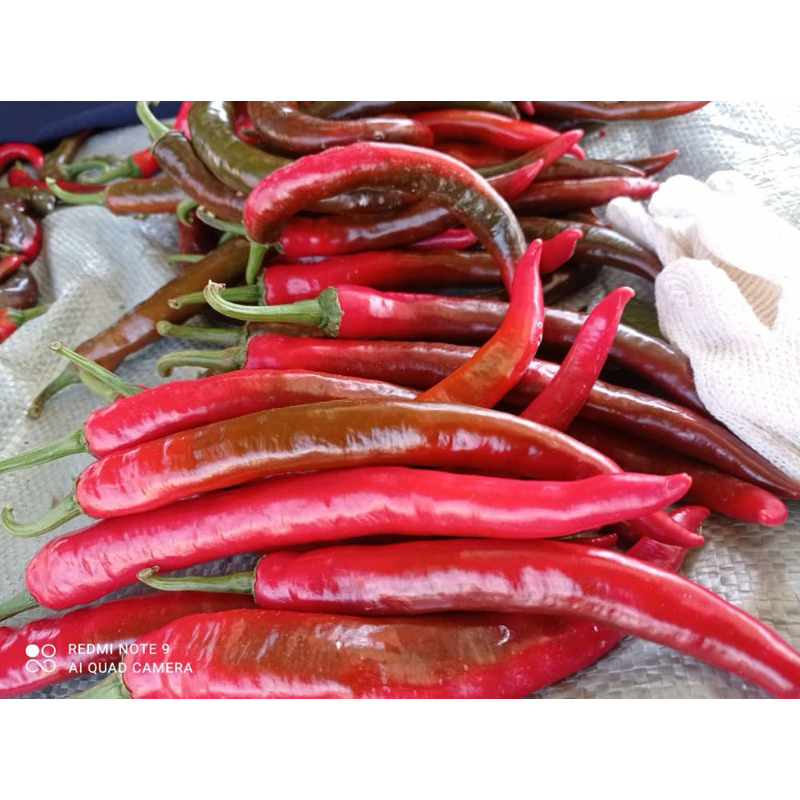 Cili Besar Merah 100gram 100% Segar Original Tahan Lama Crunchy ...