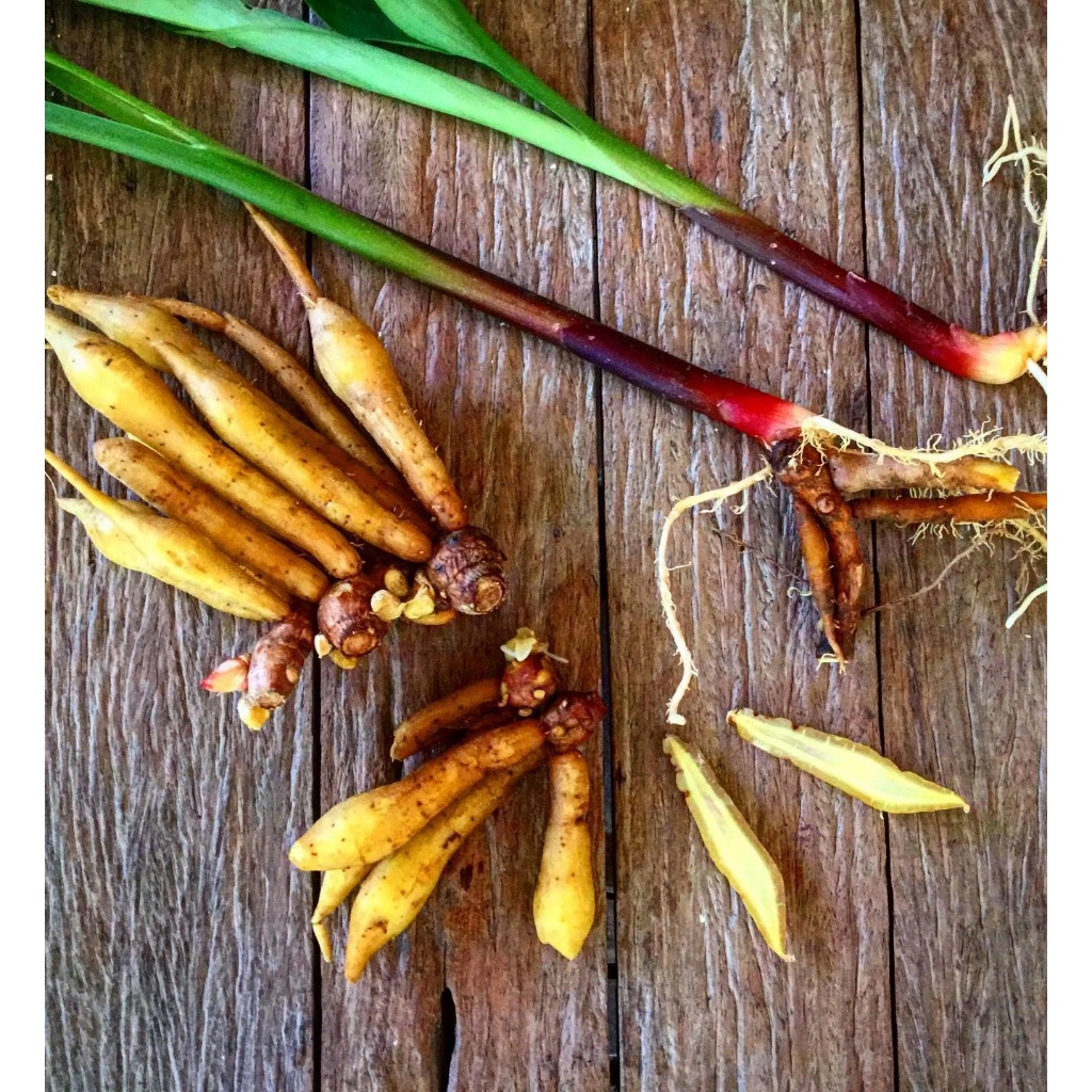 Anak Pokok Temu Kunci aka Fingerroot | Shopee Malaysia
