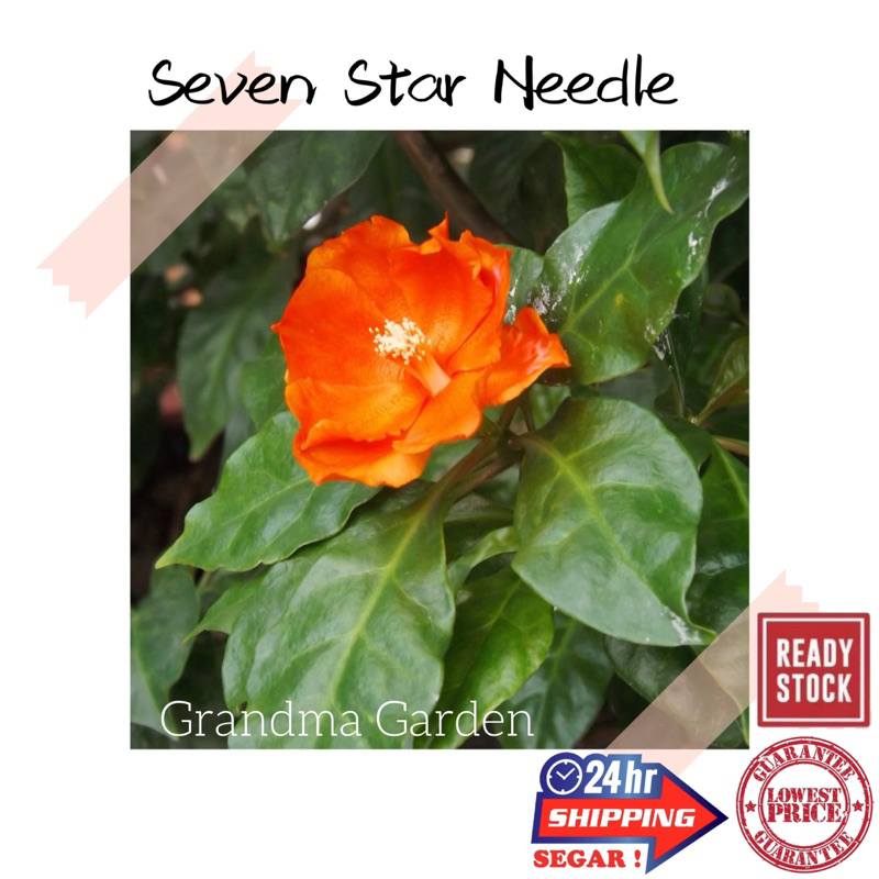 (GG real plant) seven star needle^ herbal pereskia saccnarosa jarum ...
