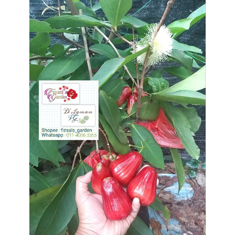 Original Pokok JAMBU MADU THAI KING MERAH hasil tut induk pokok sendiri ...