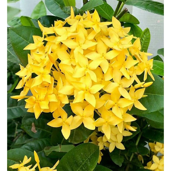 Anak Pokok Ixora/Siantan Kuning | Shopee Malaysia