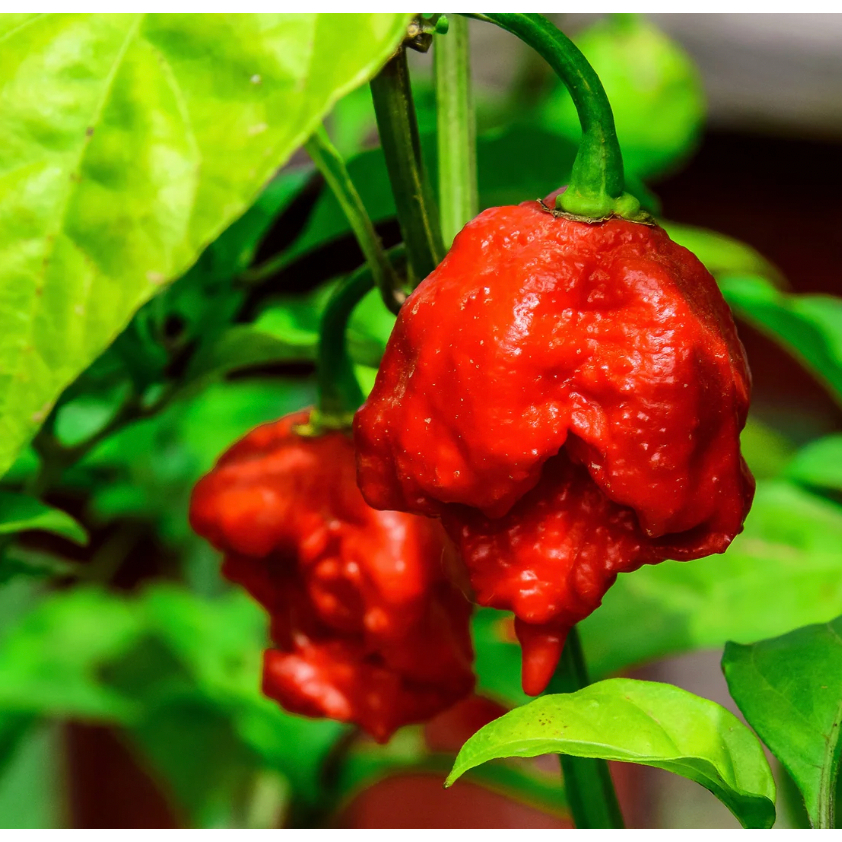 Biji Benih Cili Pedas Giler Carolina Reaper Chili Chilli Seed - 10 Seed ...