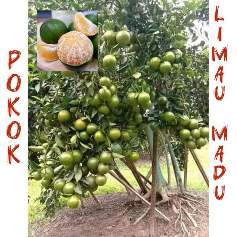 Pokok limau madu thai manis ( hybrid ) pokok limau madu cepat berbuah ...