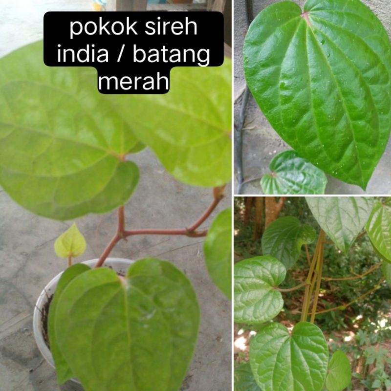 pokok sireh batang merah / sireh indiaa | Shopee Malaysia