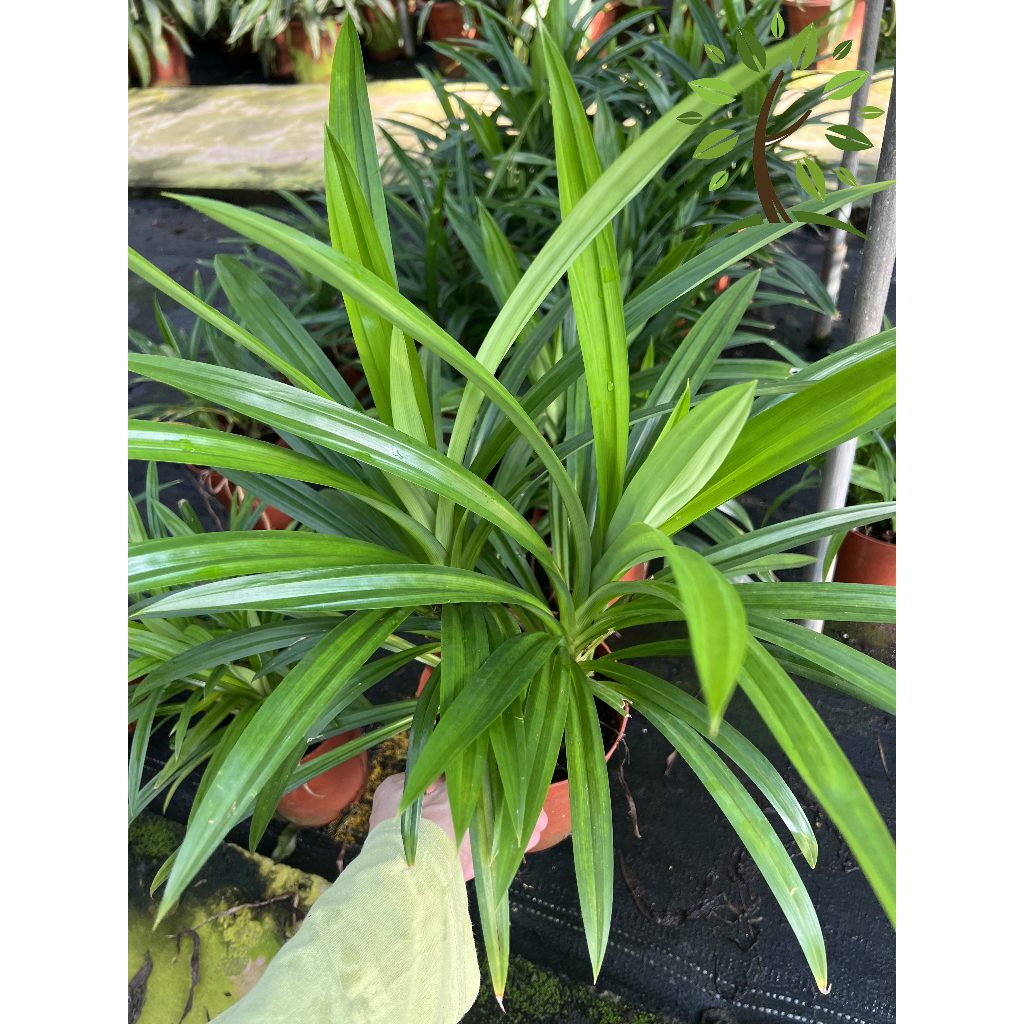 Berjaya Plant Nursery - Pokok Panda Wangi/Pandan Leaves(Pokok Tumbuhan ...