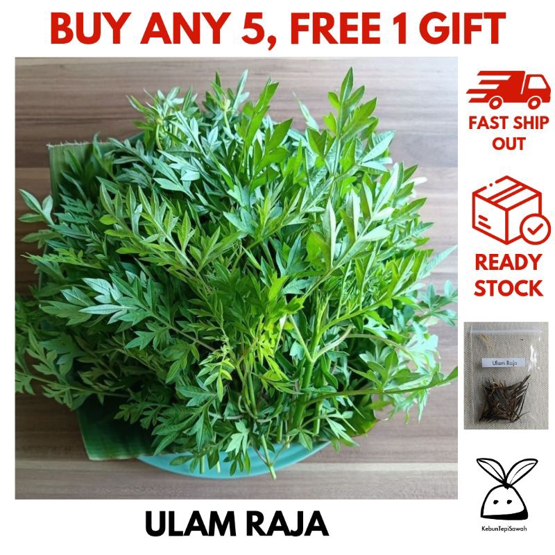 Benih Ulam Raja / Cosmos Caudatus seed | Shopee Malaysia