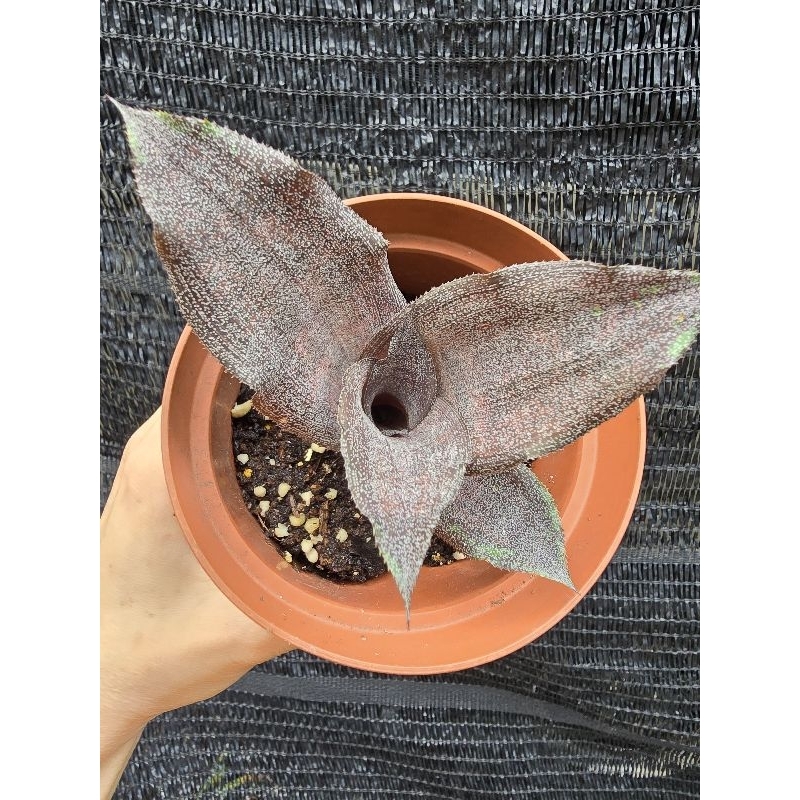 Bromeliad Cryptanthus Tiger Lily rare [Ready stock] | Shopee Malaysia