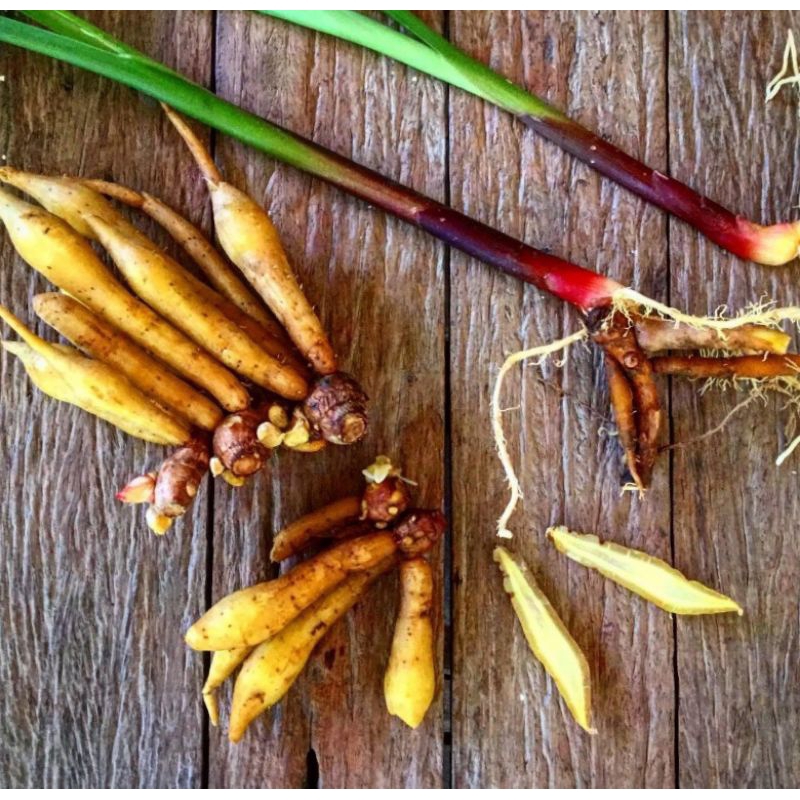 Pokok Temu Kunci (Polybag) | Shopee Malaysia