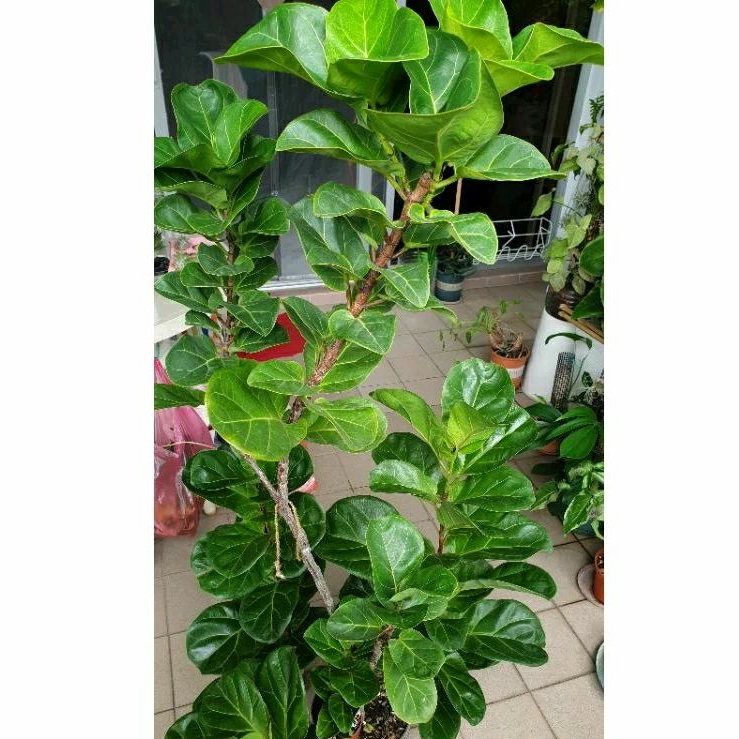 [Live plant] Fiddle Leaf 琴叶榕/Single Stem 1ft 2ft 3ft 4ft Ficus Lyrata ...