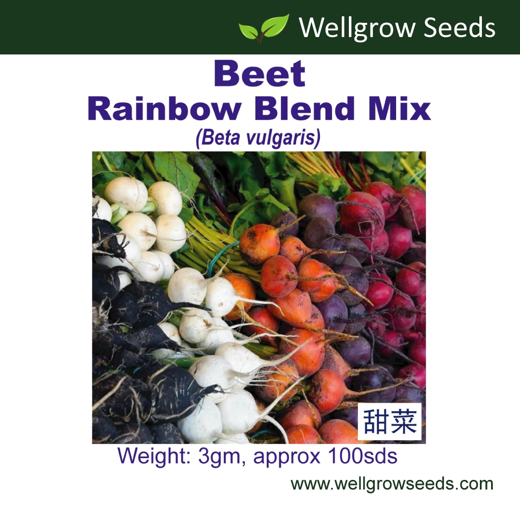 Beet Rainbow Blend Mix (3gm, ≈100sds) 甜菜 (彩虹混色) Vegetable Seeds ...