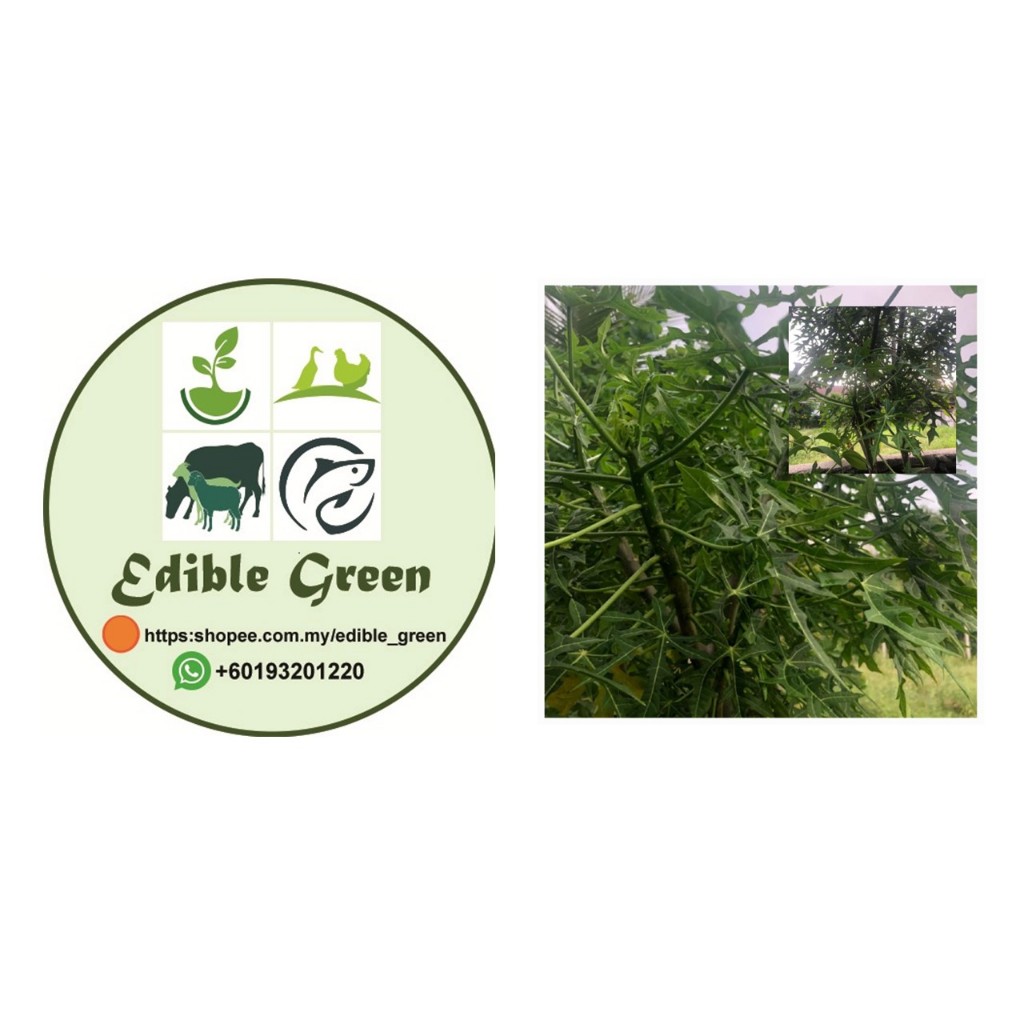 50 GM Daun Chaya/Ajinomoto/Spinach Tree/Tea Tree nama Botaninya ...