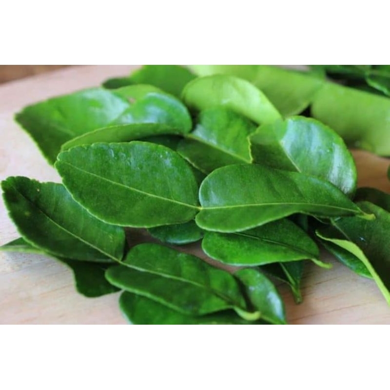 Daun Limau Purut | Kaffir Lime Leaf | Citrus Hystrix | Shopee Malaysia