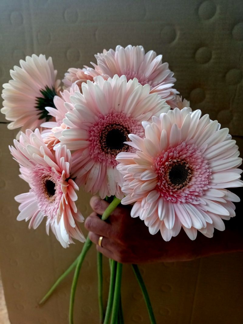 Fresh Gerbera/Daisy direct from farm of Cameron Highlands 非洲菊 Light Pink (10 stems/bundle ...