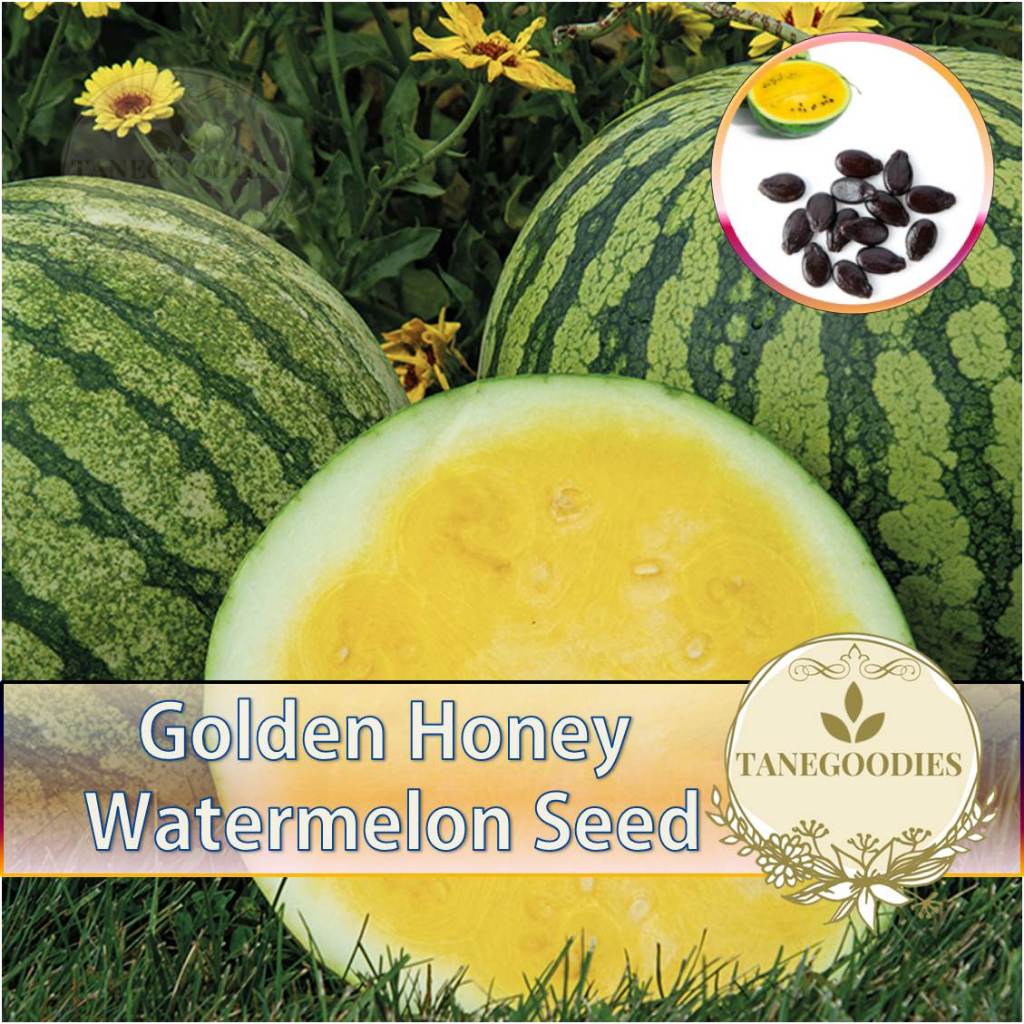 10pcs Seed Sweet Golden Honey Rare Yellow Watermelon Buah Biji Tembikai ...