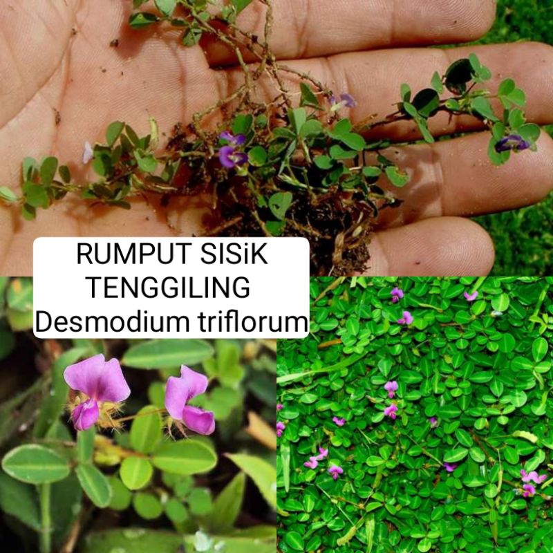 pokok RUMPUT SISiK TENGGILING Desmodium triflorum+freegif🎁 | Shopee ...