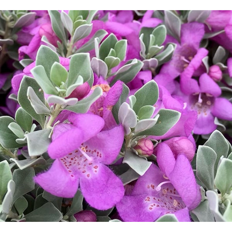 🔥OUTDOOR🔥 TEXAS SAGE TREE / Pokok Sonata / Ash Plants / Silve Leaf ...