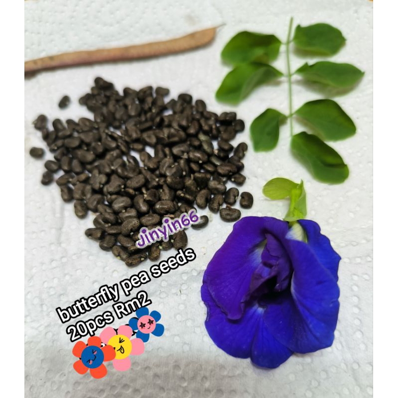 20 Biji Benih Bunga Telang,Butterfly pea seeds *Pot Friendly*, Tanam ...