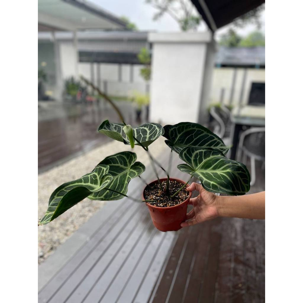 Anthurium Silver Hope - Fatina Plants Rare Plant Aroids Live Indoor ...