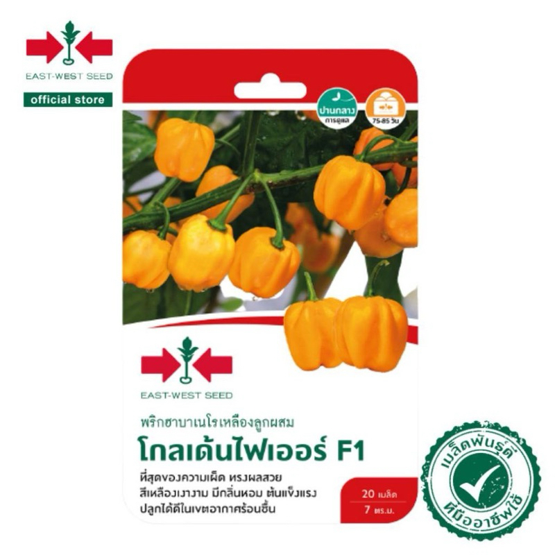 20Biji Benih Cili Habanero Kuning F1 Hybrid /Cili Pedas Cermai/Hot ...