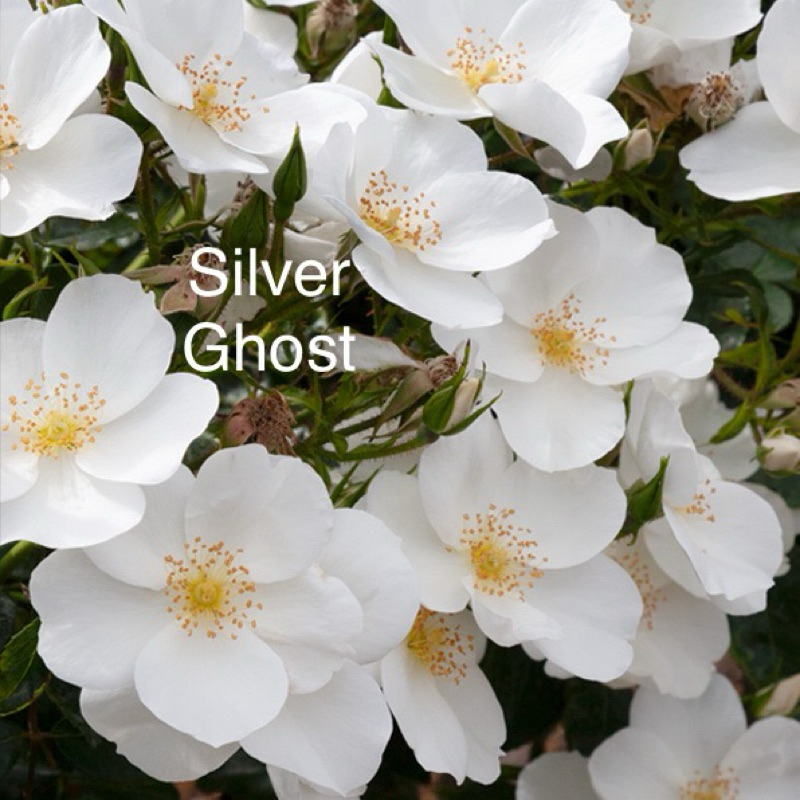 English Ros ID Silver Ghost (Grafted rose) | Shopee Malaysia