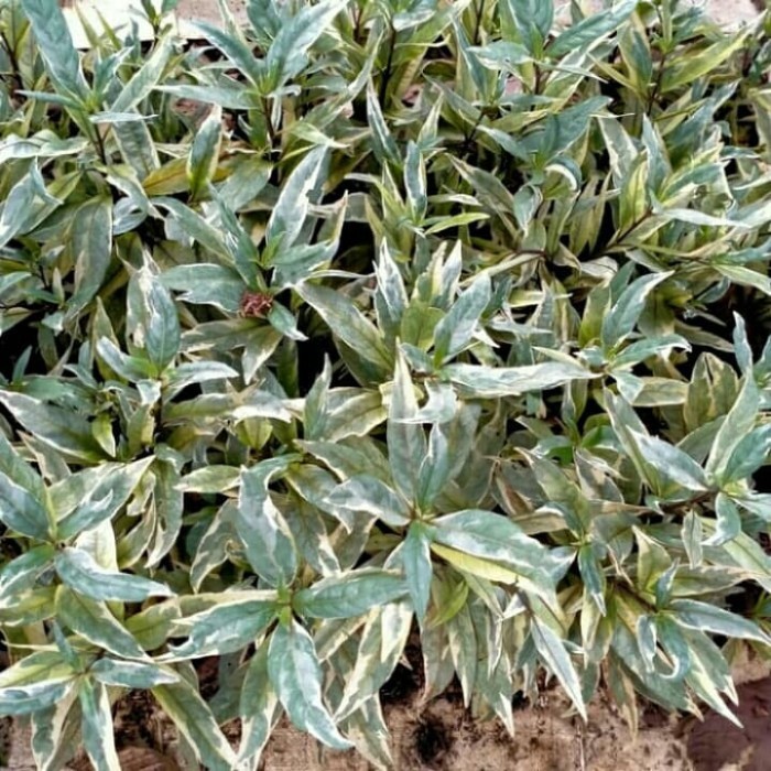TKL - Outdoor Justicia Gendarussa Variegata (Polybag 8x9) 花叶小驳骨 ...
