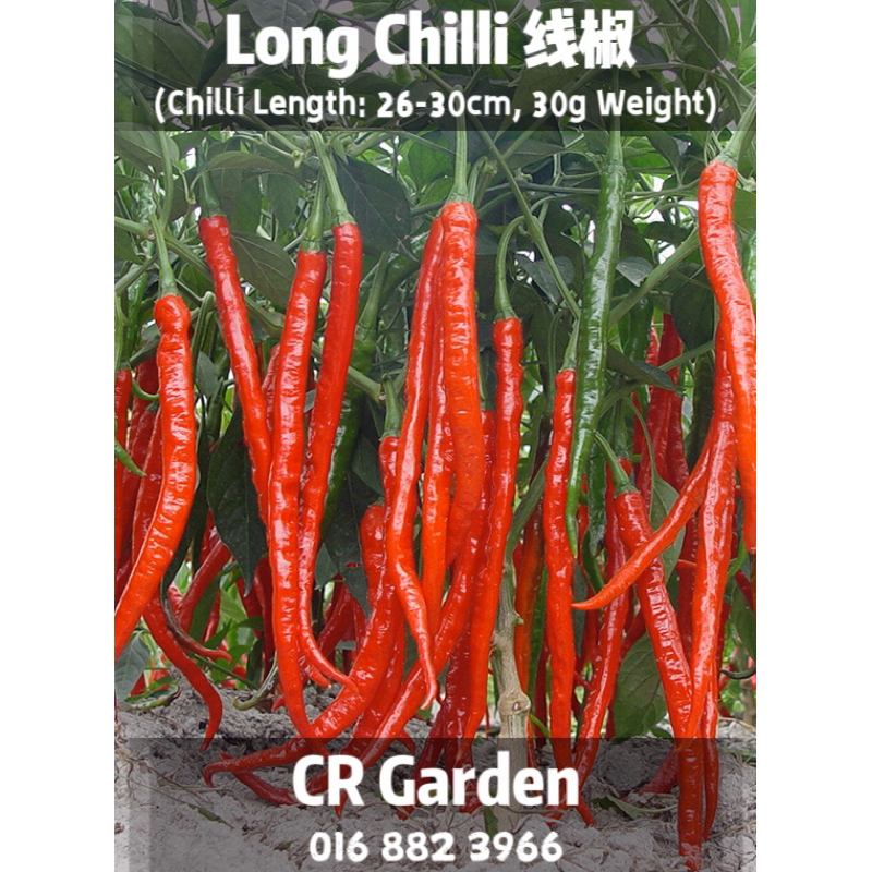 Long Chilli 10 Seeds 线椒 10粒 (Chilli Length: 26-30cm, 30g Weight ...
