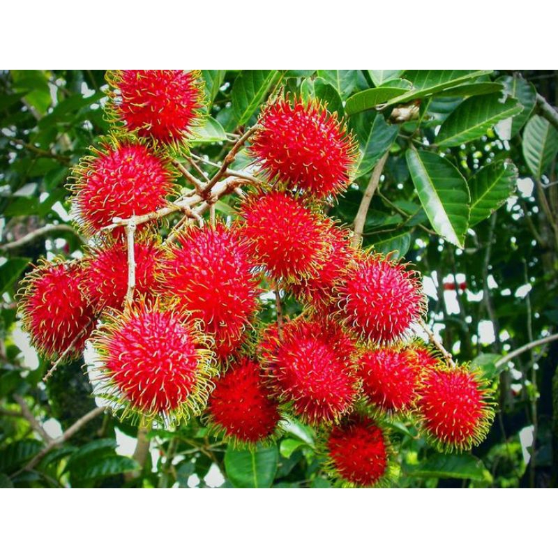 Pokok Rambutan Mutiara Wangi | Shopee Malaysia