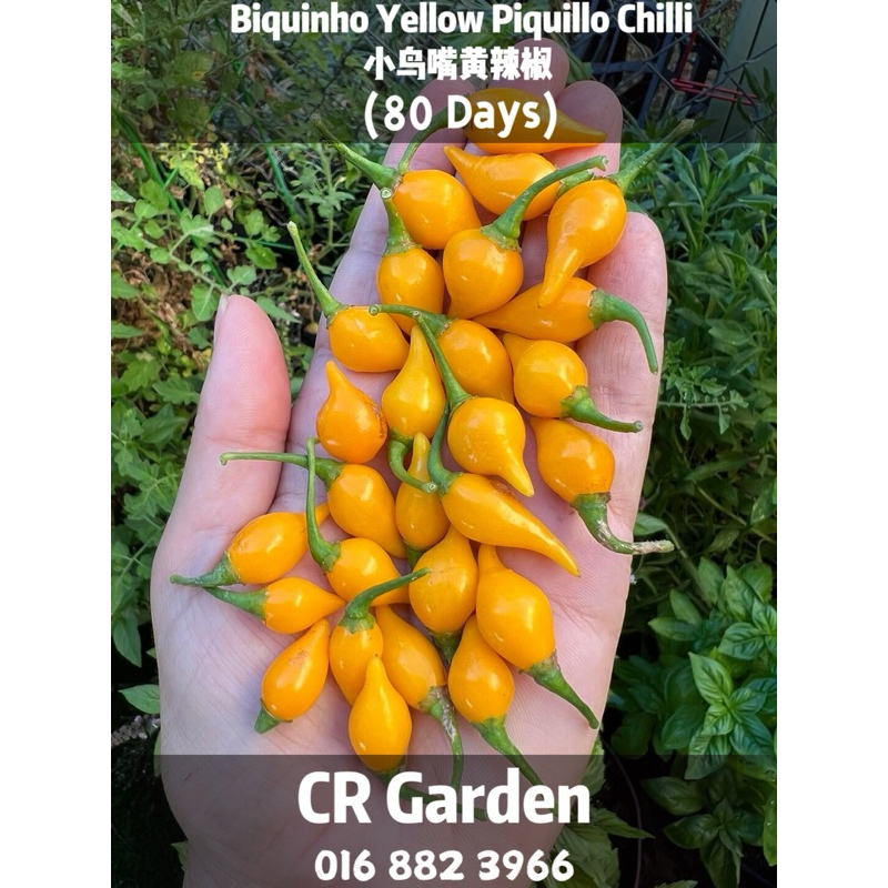 Biquinho Yellow Piquillo Chilli 1 Seed 小鸟嘴黄辣椒 1粒 (80 Days) | Shopee ...