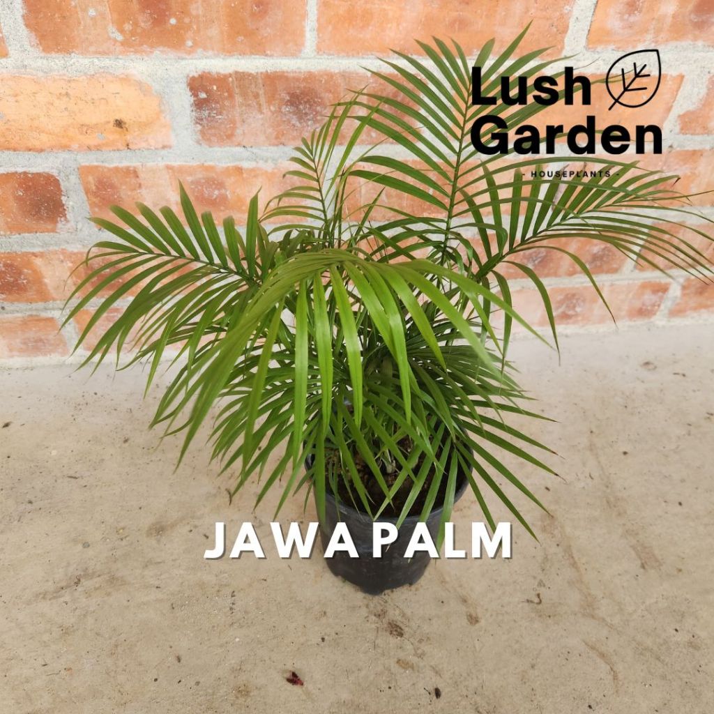 Java Palm / Jawa Palm / Areca / Butterfly Cane Palm 爪哇棕榈 120mm Pot Live ...