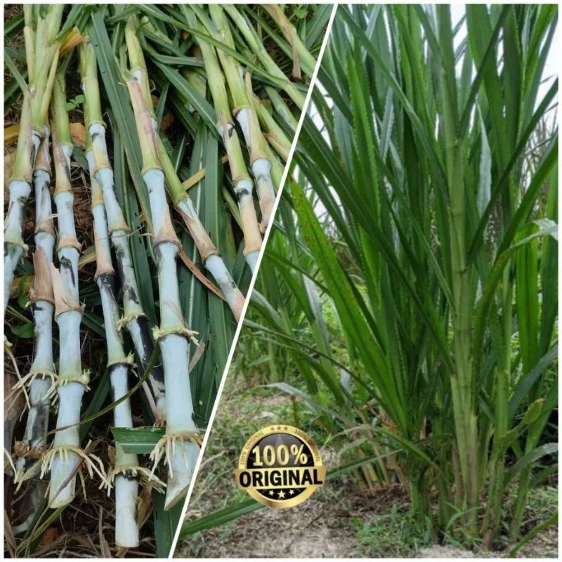 [10KG] BENIH RUMPUT NAPIER PAKCHONG JAMINAN 100% BEST DEAL | Shopee ...