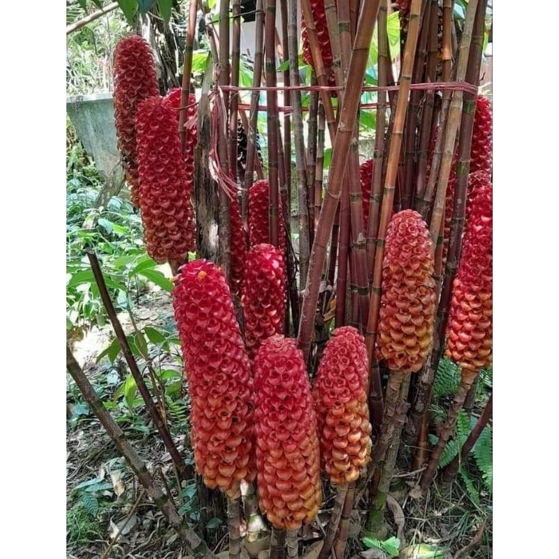Indonesia Wax Ginger (5 keratan ) | Shopee Malaysia