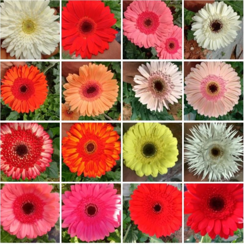 [2 BUNDLE/ORDER] Fresh Gerbera/Daisy direct from farm of Cameron Highlands非洲菊 (10 stems/bundle ...