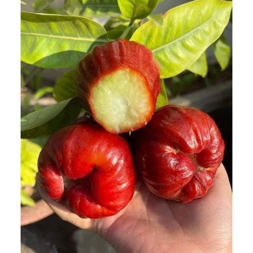 Pokok Jambu Madu Merah Siam/Red Thai King Saiz Besar | Shopee Malaysia