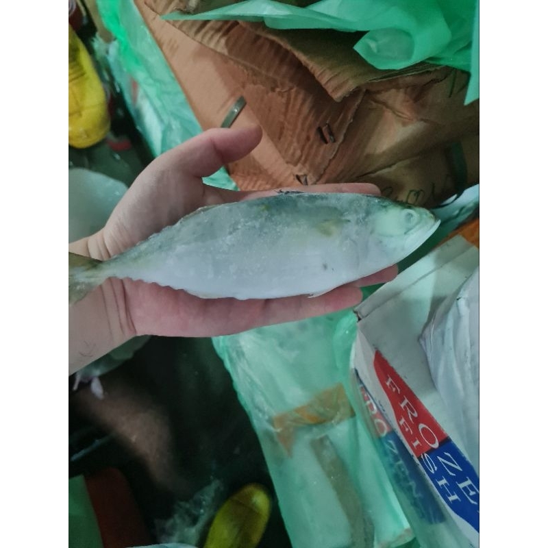 FROZEN KEMBONG FISH 6/8, | Shopee Malaysia