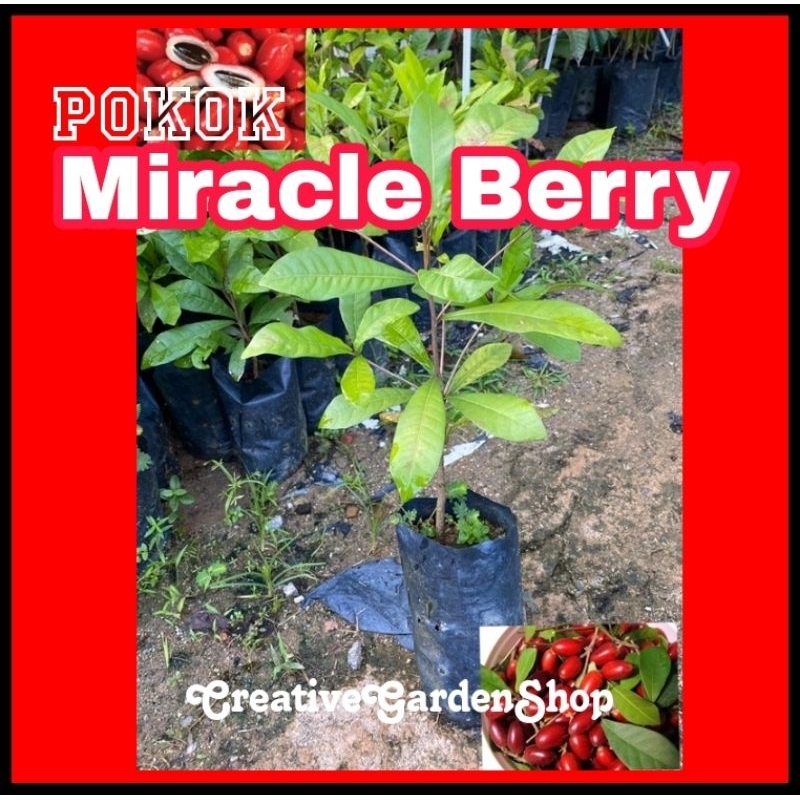 Pokok buah ajaib /Miracle berry / pokok ajaib thai buah manis ,murah ...