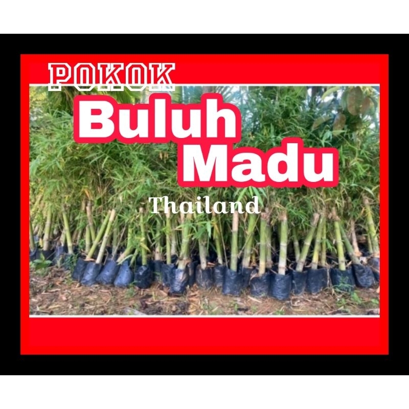 pokok buluh madu thailand / buluh madu thai murah / pokok rebung buluh ...