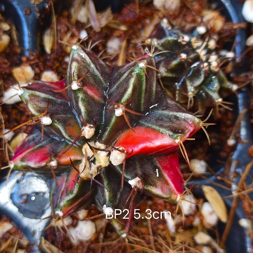 GYMNOCALYCIUM ID BLACK PEARL CACTUS (OFFSETS WITH SHORT ROOTS) | Shopee ...