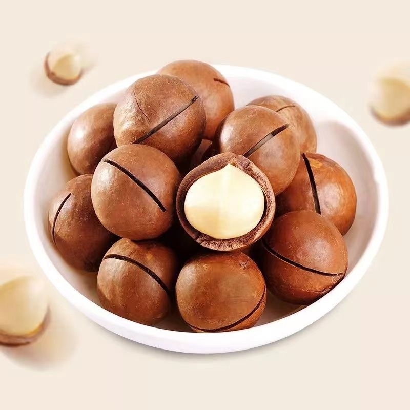 [Australian Macadamias] Macadamia Nuts 500 gram with shell - Free KUNCI ...