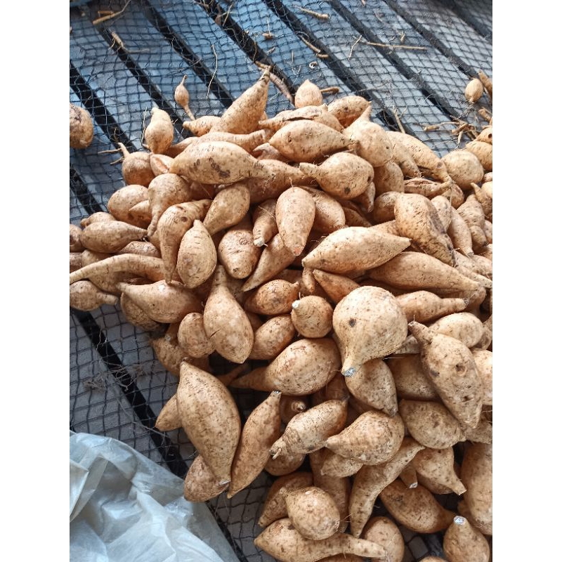 UBI KELEDEK VITATO/Ubi Keledek Madu (Isi Oren) direct from farm +-1kg ...
