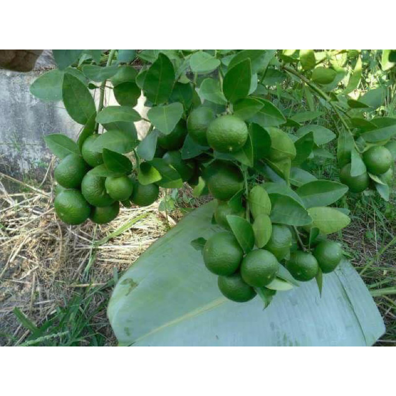 5 keratan pokok limau nipis jambak 5 cuttings of lime plant | Shopee ...