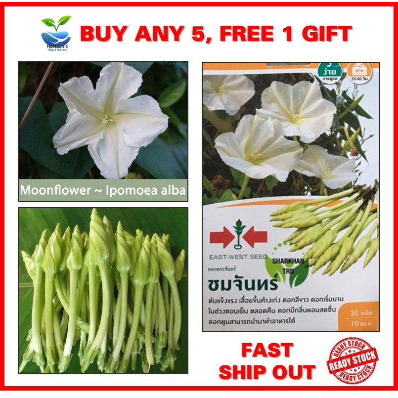 2 biji benih RARE bunga bulan MOONFLOWER CHAM CHON CHOMJAN ipomoea alba ...