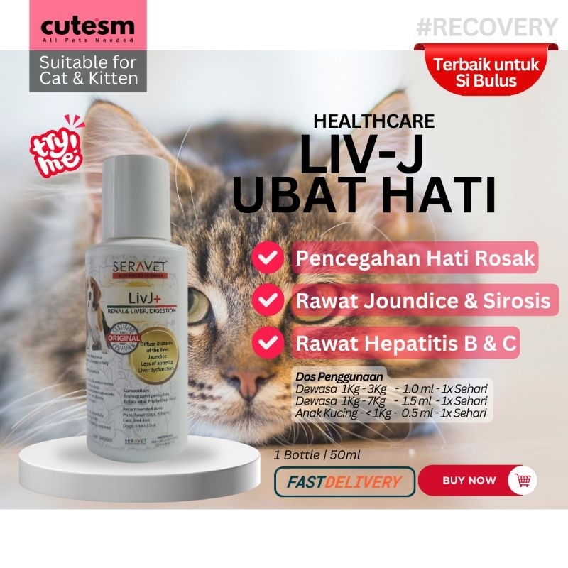 Cat & Kitten 𝐔𝐁𝐀𝐓 𝐑𝐀𝐖𝐀𝐓𝐀𝐍 𝐇𝐀𝐓𝐈 𝐊𝐔𝐂𝐈𝐍𝐆 Sakit Kuning . Hepatitis B dan ...