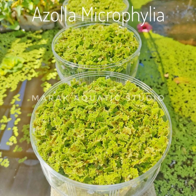 Azolla Tumbuhan Atas Air Makanan Ayam Ikan Itik Ternak (Azola) | Shopee ...