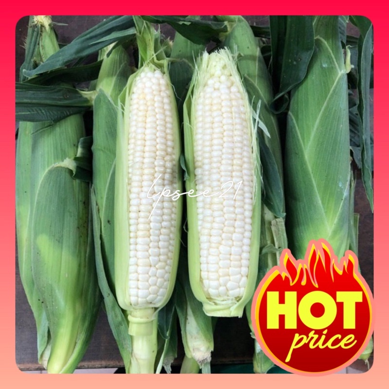 12pcs A Jagung Susu Cameron highlands / Pearl White Sweet Corn ...