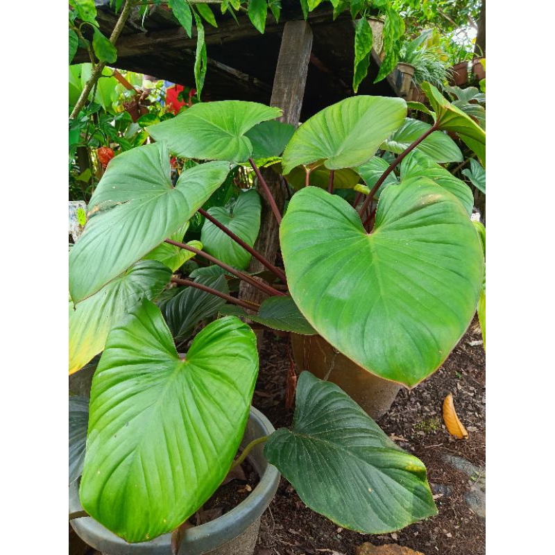 Anak Pokok Kemoyang Merah | Shopee Malaysia