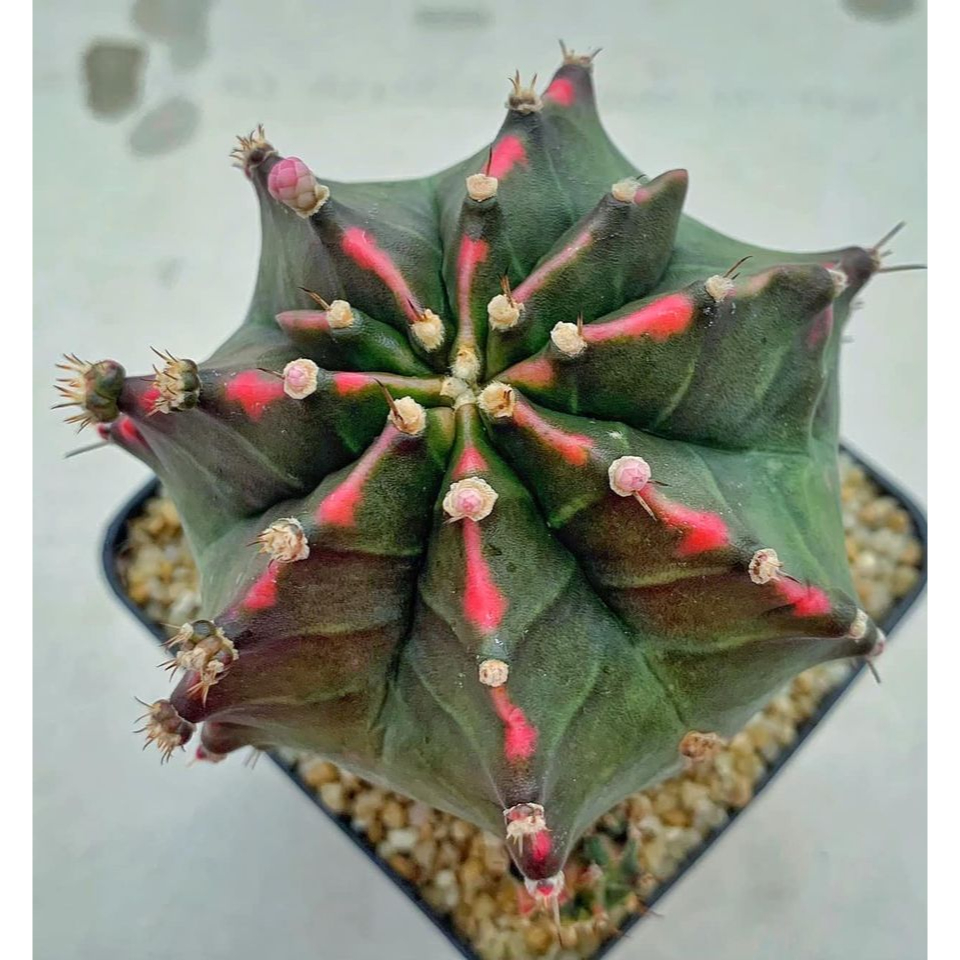 GYMNOCALYCIUM ID GARNET CACTUS (OFFSETS WITH SHORT ROOTS) | Shopee Malaysia